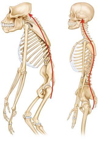 Evolution of the Vertebral Column | SpringerLink