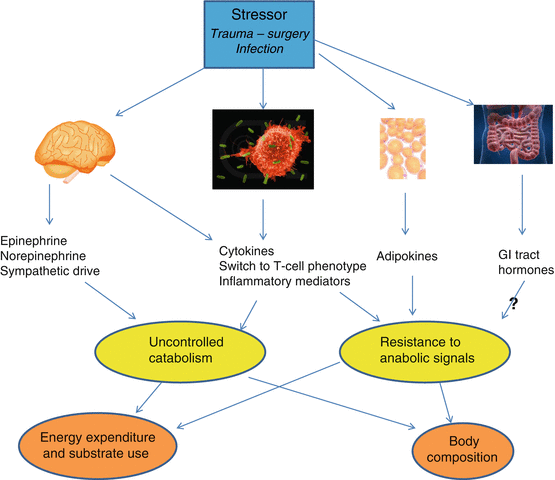 Successive Phases of the Metabolic Response to Stress | SpringerLink