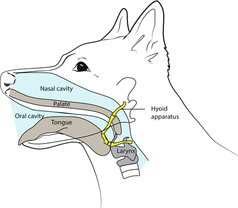 Vocal Production by Terrestrial Mammals: Source, Filter, and Function ...