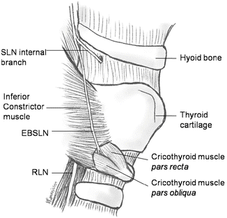 External Branch of Superior Laryngeal Nerve (EBSLN) Anatomic ...