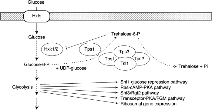 10 Trehalose Metabolism: Enzymatic Pathways and Physiological Functions ...