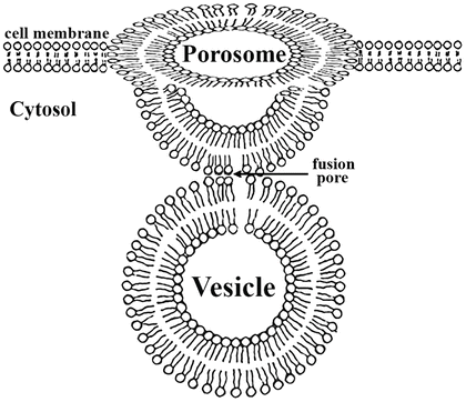 Biological Membranes | SpringerLink