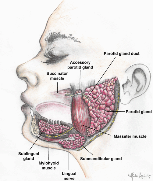 Salivary Gland Disorders and Diseases | SpringerLink