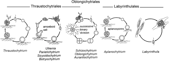 Labyrinthulomycota | SpringerLink