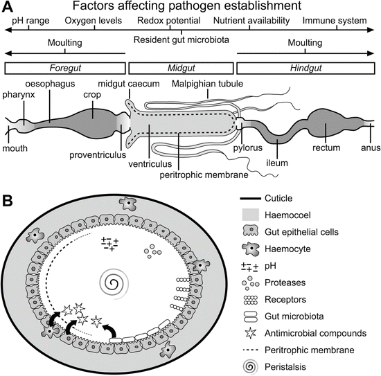 Non-spore-Forming Bacterial Entomopathogens: Their Toxins, Hosts and ...