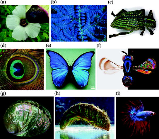 Structural Coloration | SpringerLink