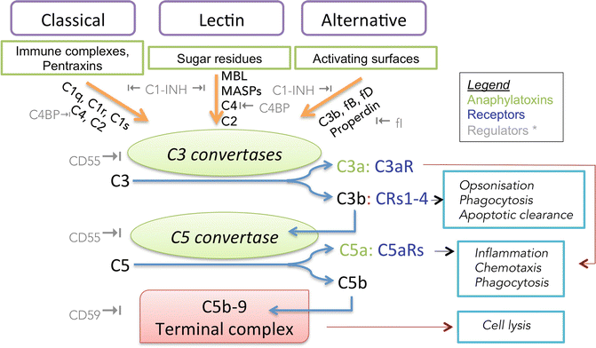 The Complement System and Coagulation | SpringerLink