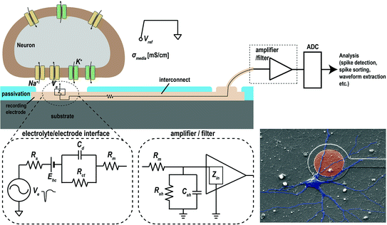 In Vitro Neural Recording by Microelectrode Arrays | SpringerLink