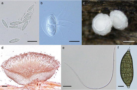 Phylogenetic Diversity of Fungi in the Sea including the ...