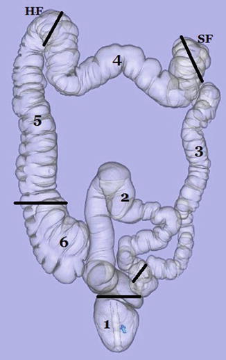 Anatomy of the Colon | SpringerLink