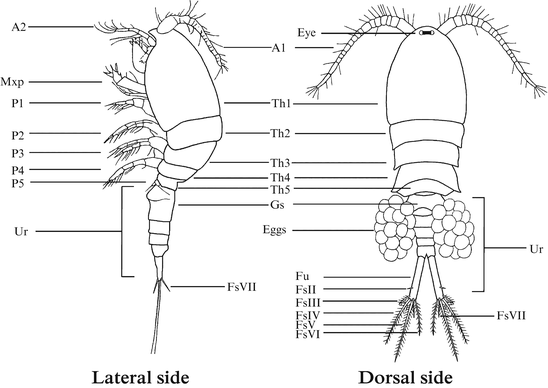Copepoda Morphology | SpringerLink