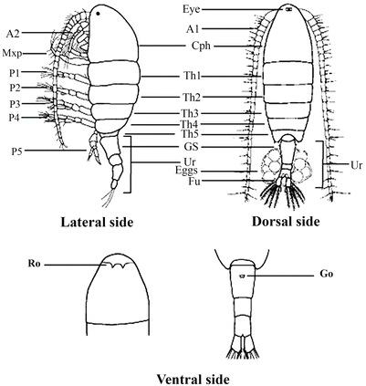 Copepoda Morphology | SpringerLink