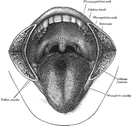 Embryology and Anatomy of the Oral Cavity and Pharynx | SpringerLink