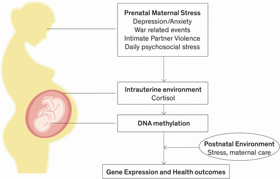 Epigenetic Biomarkers of Prenatal Maternal Stress | SpringerLink