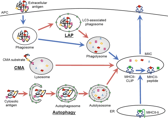 Autophagy and Antigen Presentation | SpringerLink