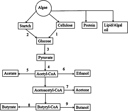 Biobutanol—“A Renewable Green Alternative of Liquid Fuel” from Algae ...