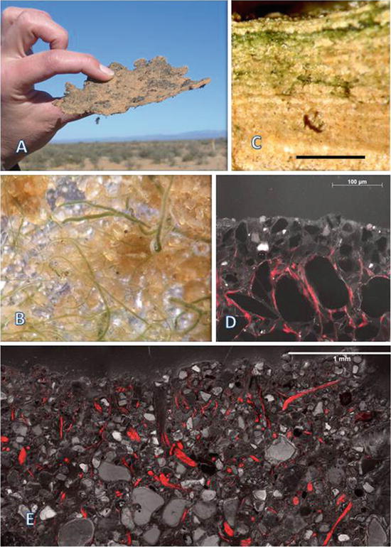 Microstructure and Weathering Processes Within Biological Soil Crusts ...