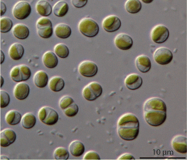 Cyanobacteria and Algae of Biological Soil Crusts | SpringerLink