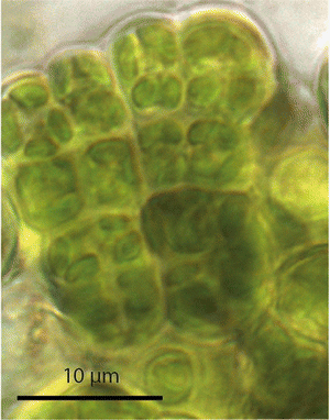 Cyanobacteria and Algae of Biological Soil Crusts | SpringerLink