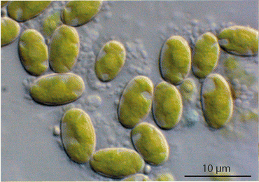Cyanobacteria and Algae of Biological Soil Crusts | SpringerLink