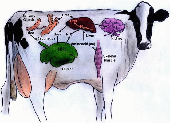 Anatomy and Physiology of the Rumen | SpringerLink