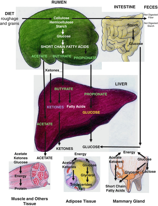Anatomy and Physiology of the Rumen | SpringerLink