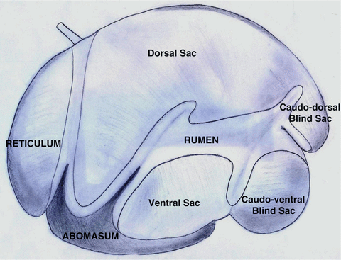 Anatomy and Physiology of the Rumen | SpringerLink
