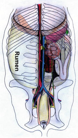 Anatomy and Physiology of the Rumen | SpringerLink