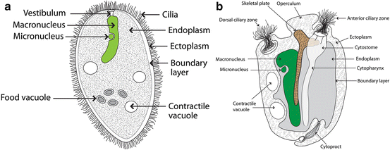 Microbiology of the Rumen | SpringerLink