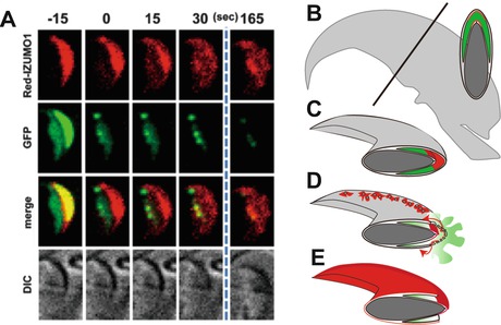 The Acrosome Reaction: A Historical Perspective | SpringerLink