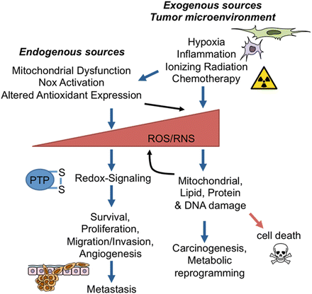 Regulation of the Cellular Redox Environment by Superoxide Dismutases ...