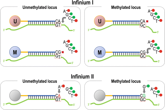 Illumina HumanMethylation BeadChip for Genome-Wide DNA Methylation ...