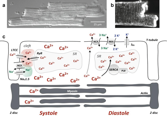 Excitation–Contraction Coupling of Cardiomyocytes | SpringerLink