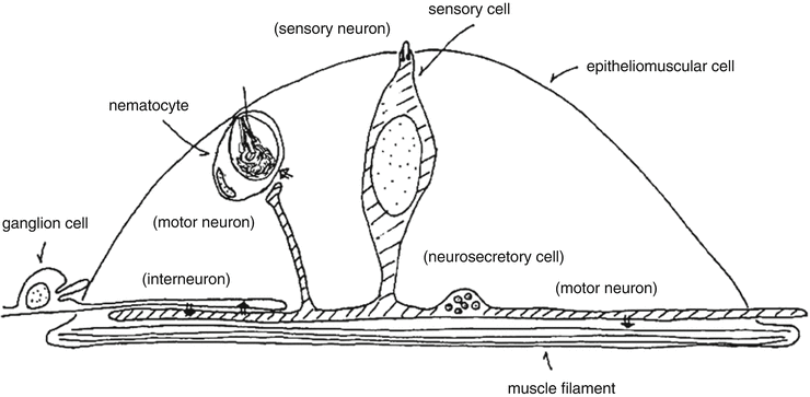 Origin and Evolution of the Nervous System Considered from the Diffuse ...