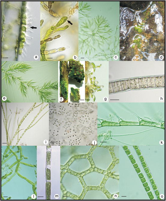 Green Algae (Chlorophyta and Streptophyta) in Rivers | SpringerLink