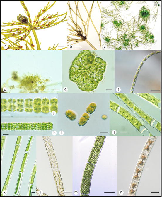 Green Algae (Chlorophyta and Streptophyta) in Rivers | SpringerLink