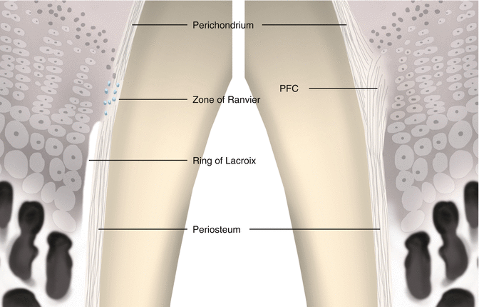 Physiology of the Developing Hip and Pathogenesis of Femoroacetabular ...