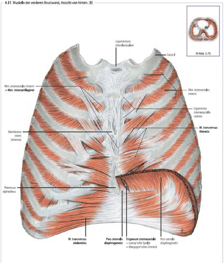 Anatomy of the Chest Wall and the Pleura | SpringerLink