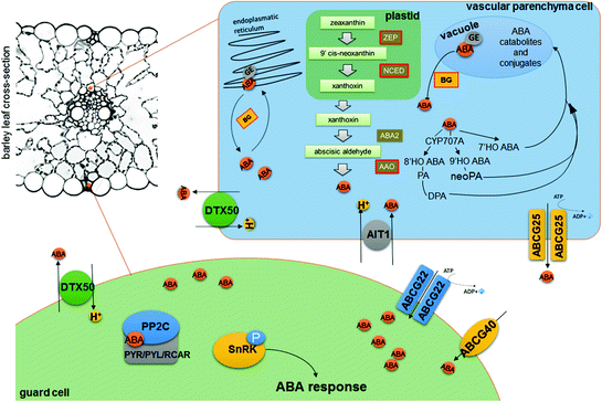 The Role of Abscisic Acid in Drought Stress: How ABA Helps Plants to ...
