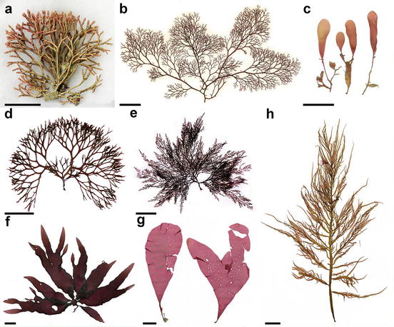 Rhodophyta | SpringerLink
