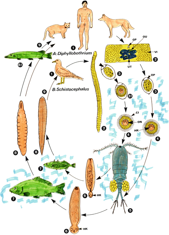 Worms of Humans | SpringerLink