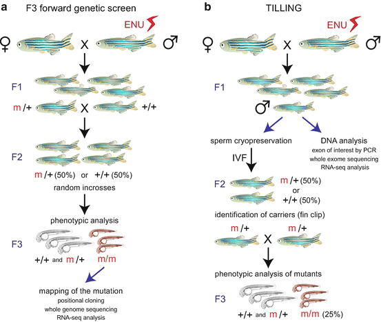Mutagenesis and Transgenesis in Zebrafish | SpringerLink