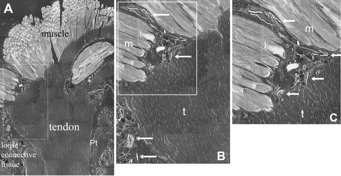 Tendon Innervation | SpringerLink