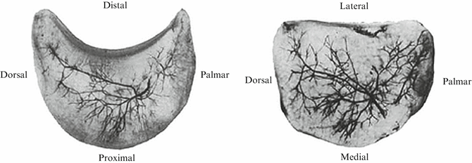 Vascularity of the Lunate | SpringerLink