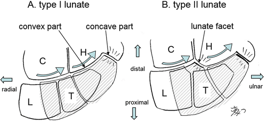 Wrist Biomechanics as Applied to the Lunate and Kienböck’s Disease ...