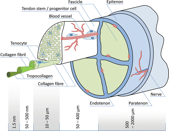 Biological Augmentation for Tendon Repair: Lessons to be Learned from ...