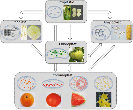 Plastids and Carotenoid Accumulation | SpringerLink