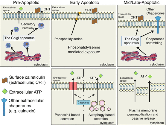 Immunogenic Apoptotic Cell Death and Anticancer Immunity | SpringerLink