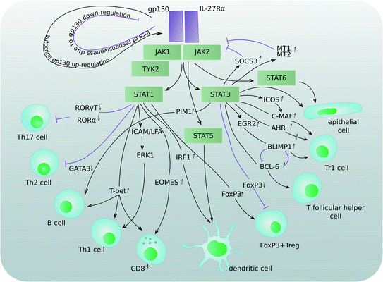 IL-27: A Key Player in Immune Regulation | SpringerLink