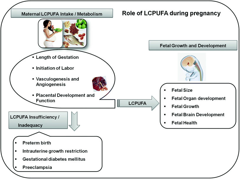 Maternal Long-chain Polyunsaturated Fatty Acids and Pregnancy Outcome ...